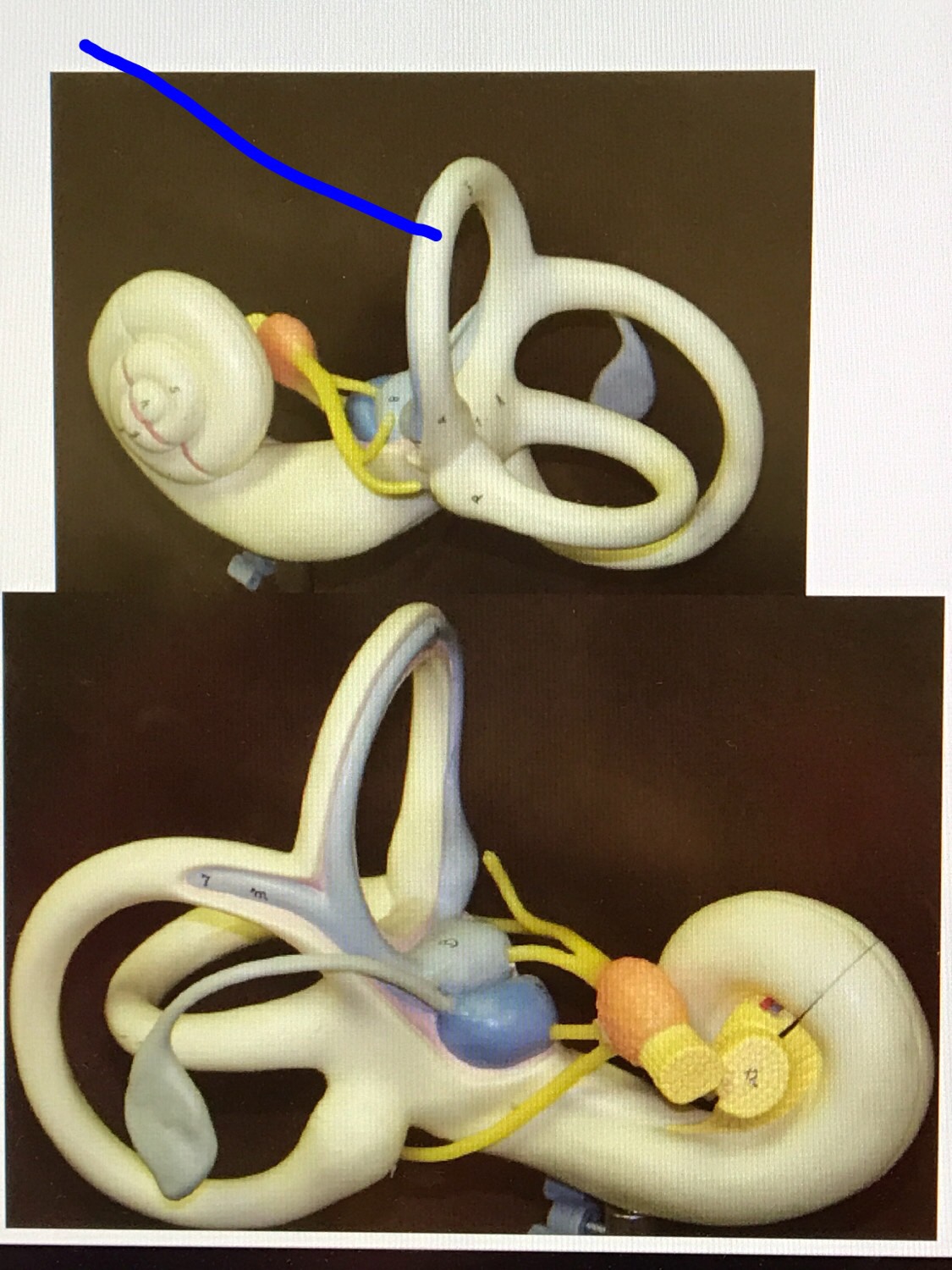 Nerve part 2 Flashcards | Memorang