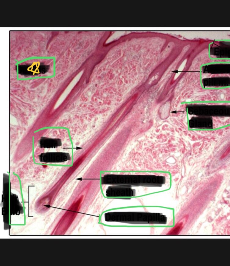 Skin Flashcards | Memorang