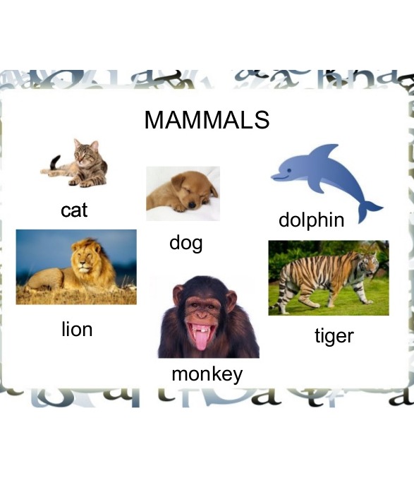 Animal groups Flashcards | Memorang