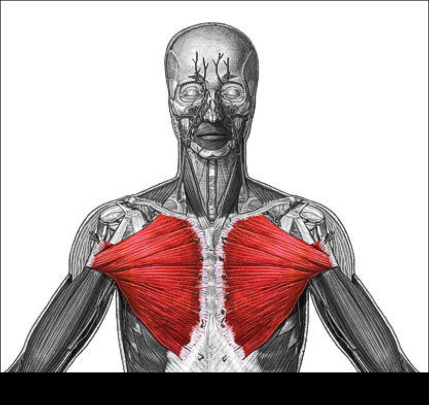 Torso/back Flashcards | Memorang