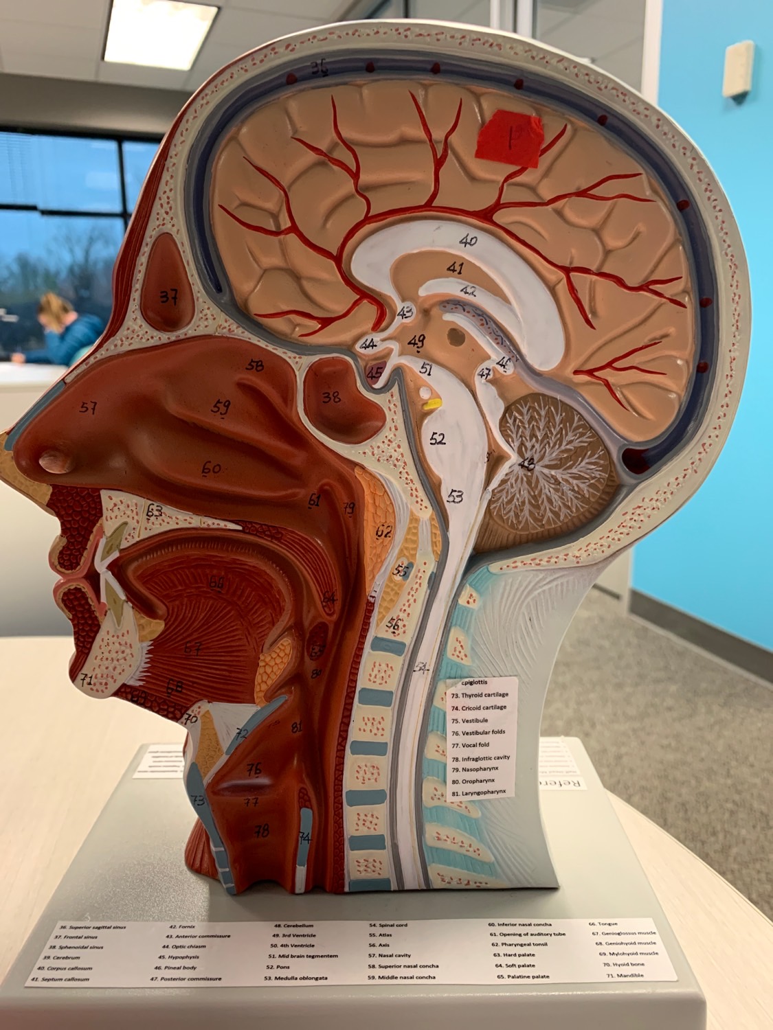BIO 1150 Final Exam Models Flashcards | Memorang