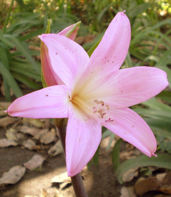 Flower Types Flashcards | Memorang