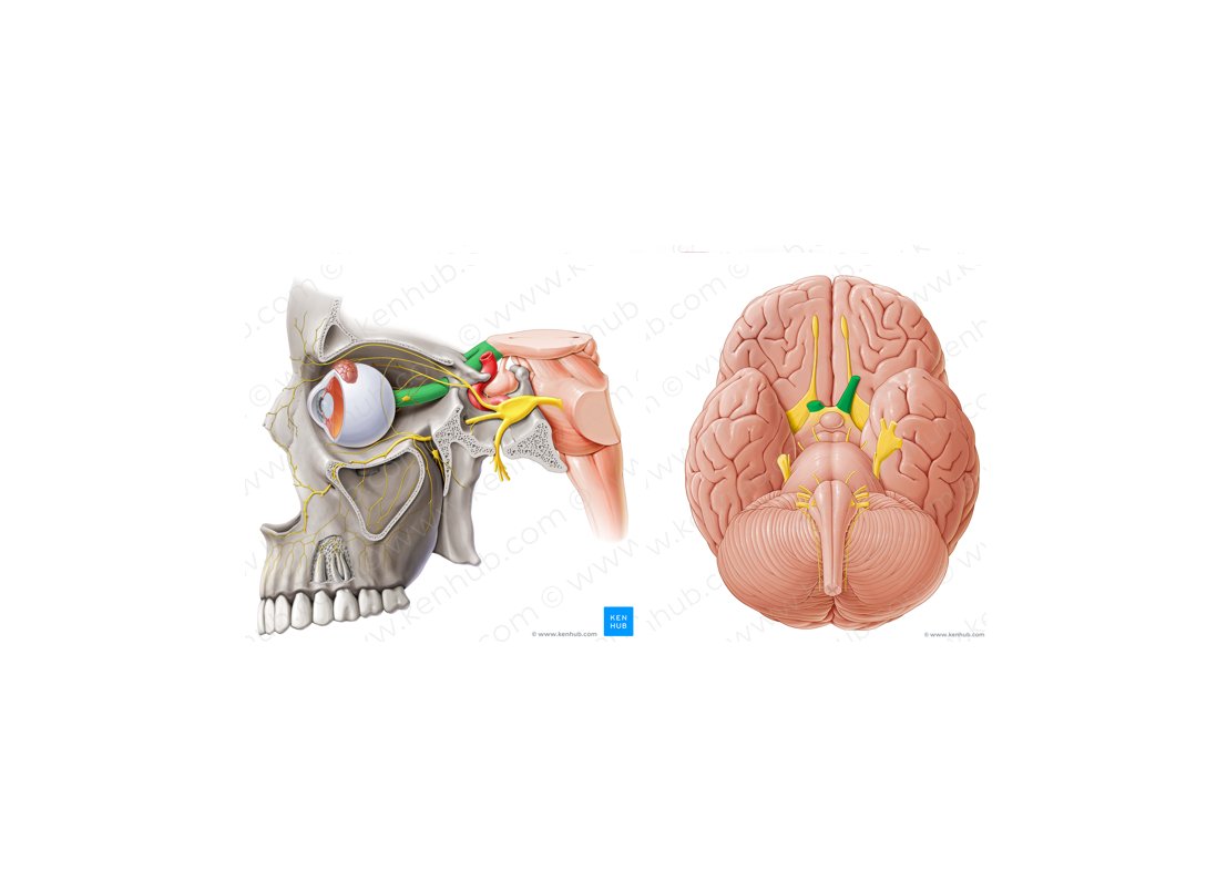 Zenuwen Flashcards | Memorang