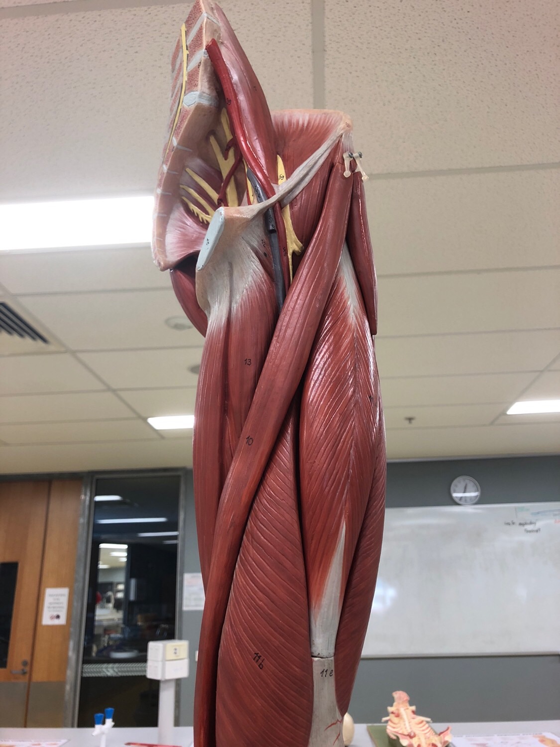 CZZ101 Leg Muscles Flashcards | Memorang