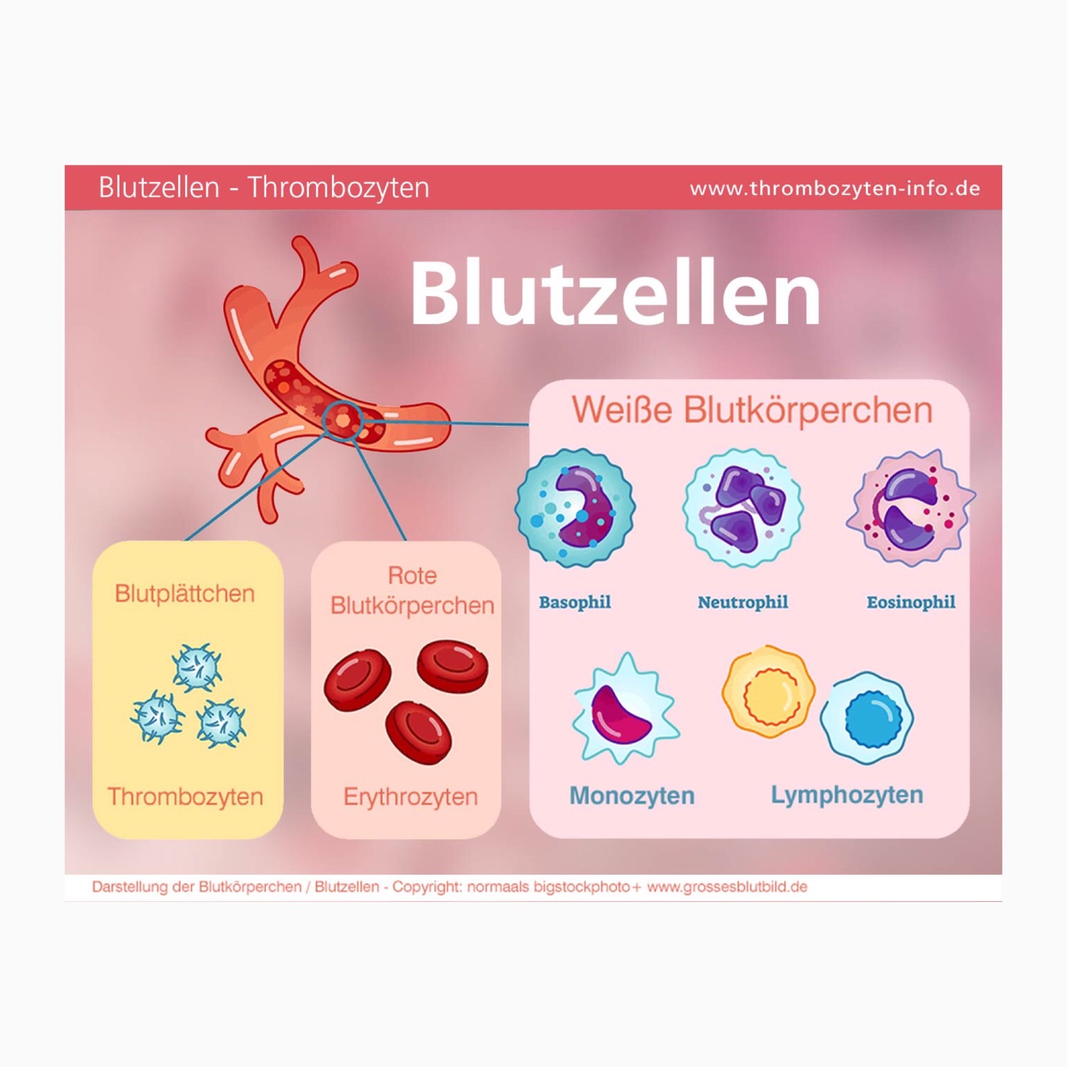 Differentialblutbild Flashcards | Memorang