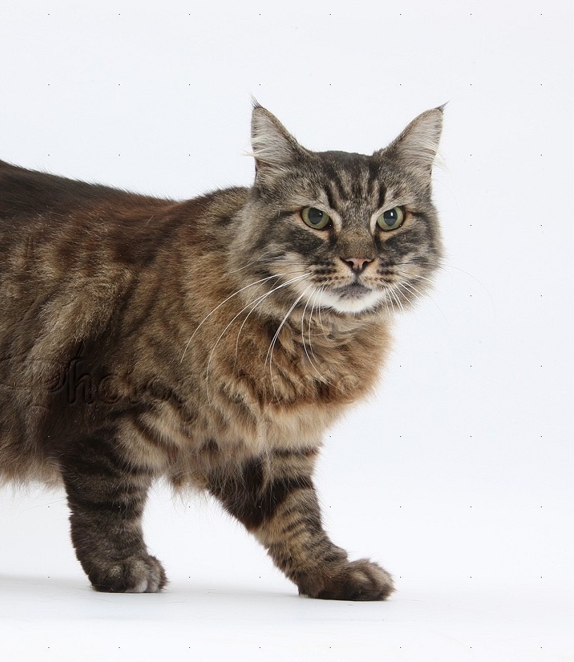 Cat Breeds Flashcards | Memorang