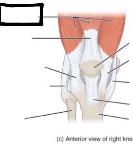 Knee Joints (labels) Flashcards | Memorang