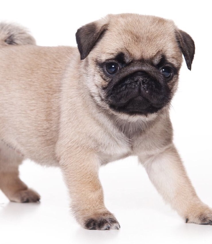 Puppies Flashcards | Memorang