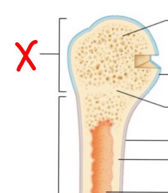 Long bone anatomy Flashcards | Memorang