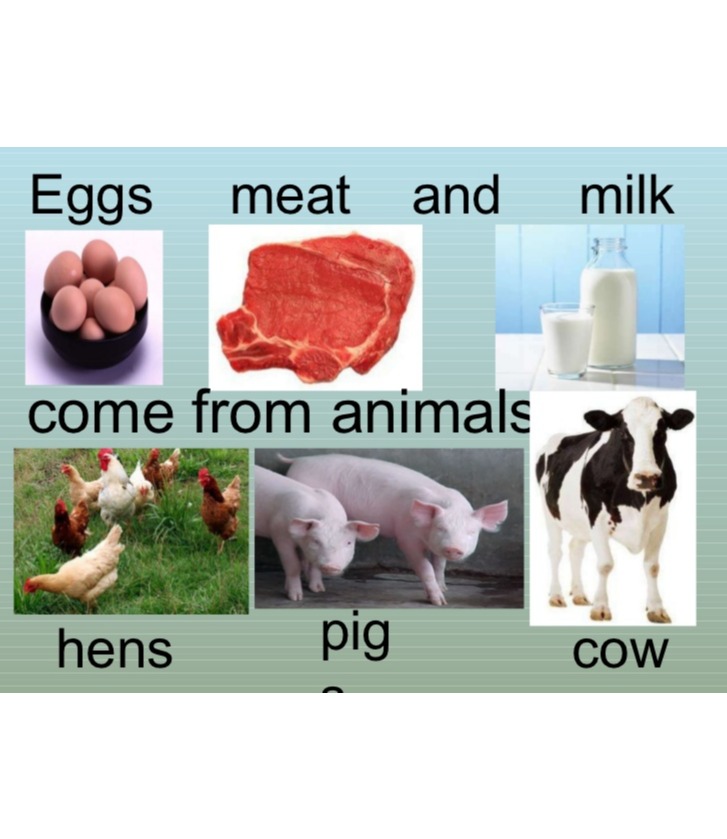 Where does our food come from? Flashcards | Memorang