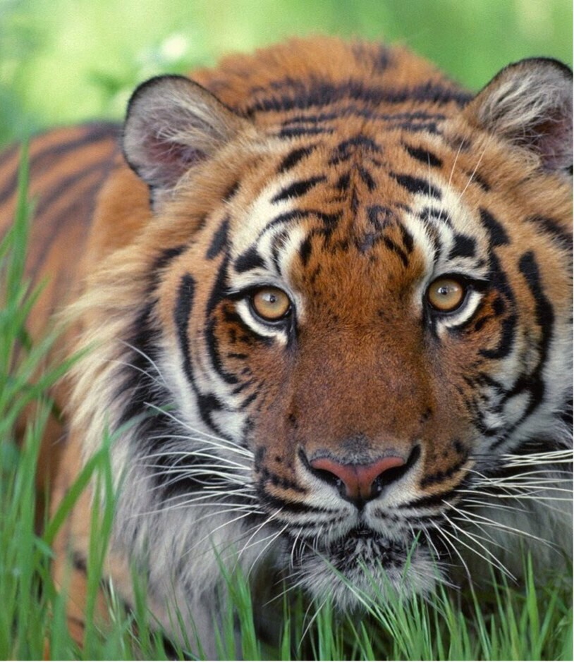 Advanced German animals #1 Flashcards | Memorang