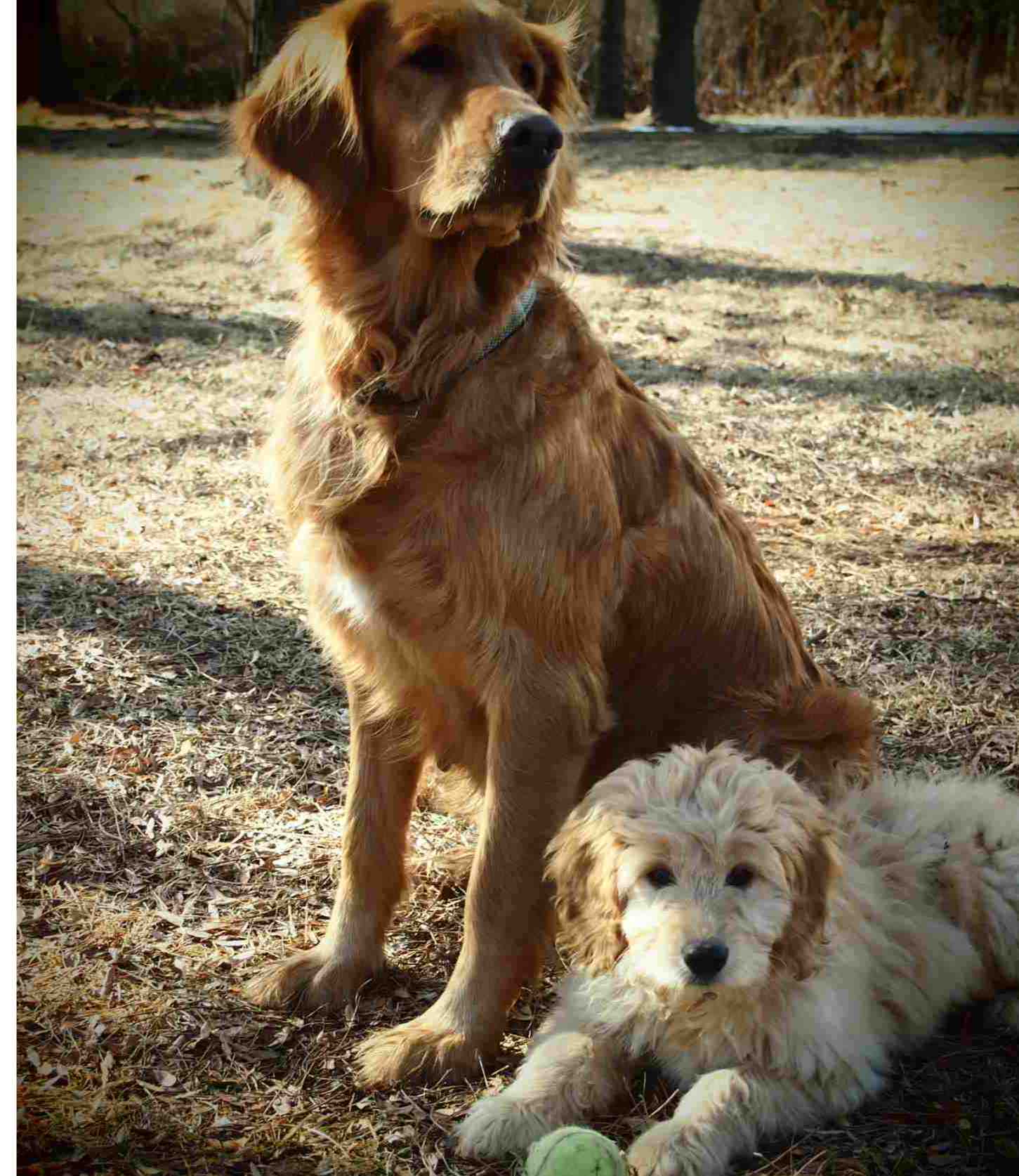 my dogs Flashcards | Memorang