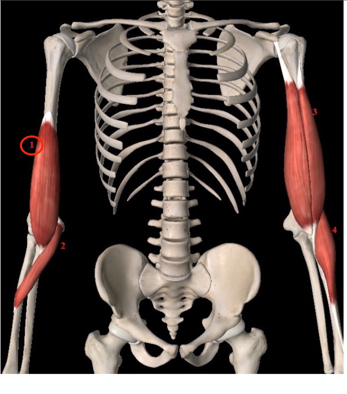 Rankų dilbio raumenys Flashcards | Memorang