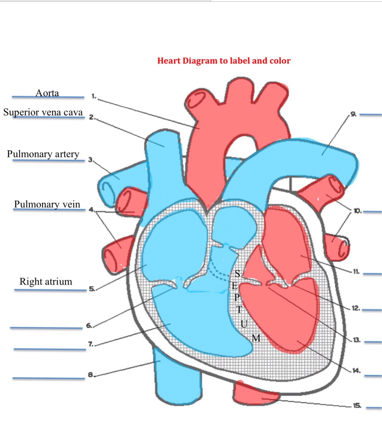Life Science Exam Study: Circulatory System Flashcards | Memorang