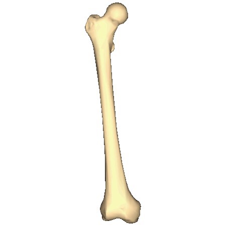 Lower extremity bones Flashcards | Memorang