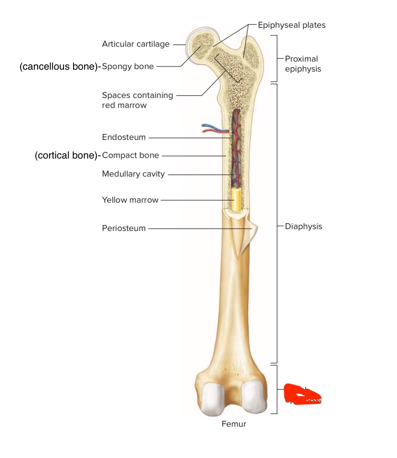 Major parts for longbone Flashcards | Memorang