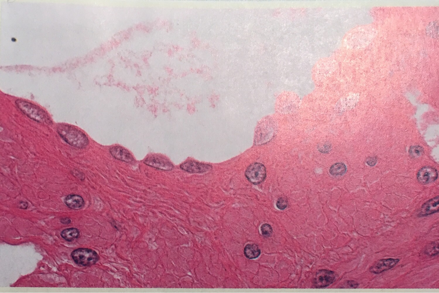 Tissues Flashcards | Memorang