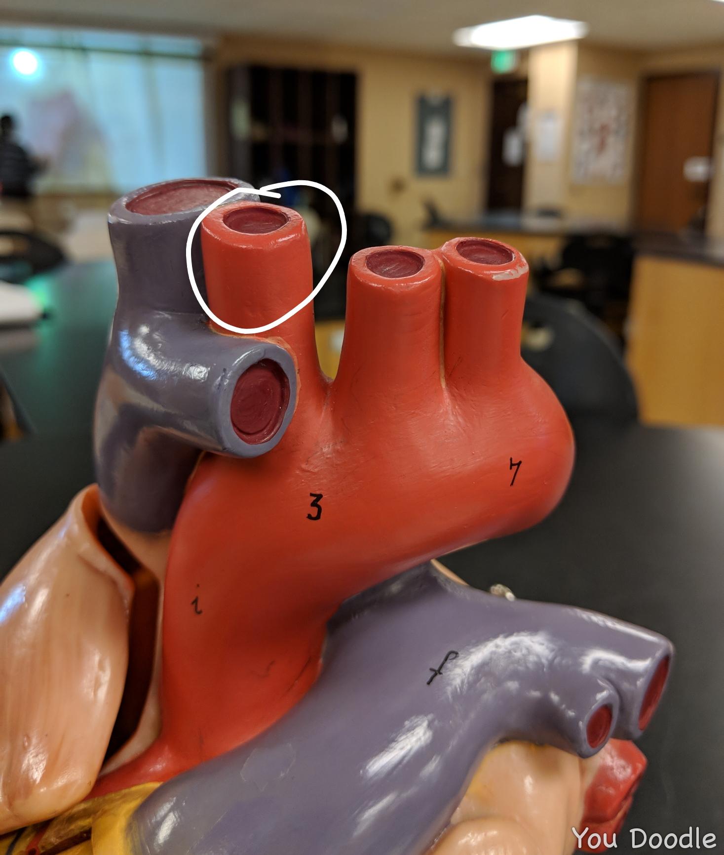 The Heart Flashcards | Memorang