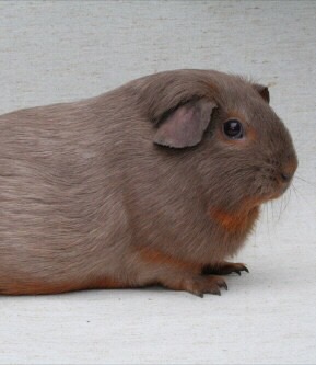 Cavia’s Flashcards | Memorang