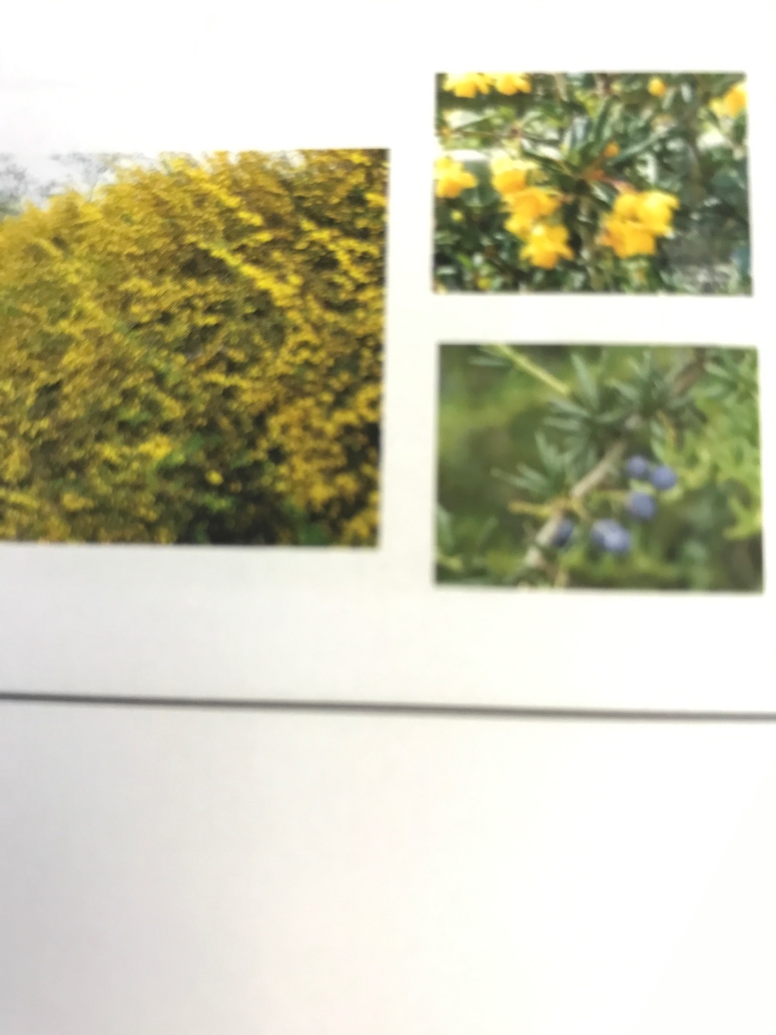 Evergreen shrubs Flashcards | Memorang