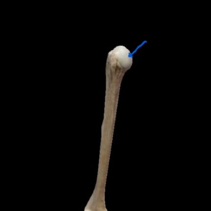 Osteología del húmero Flashcards | Memorang