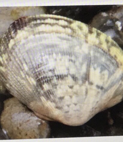 Practical 2 Flashcards | Memorang