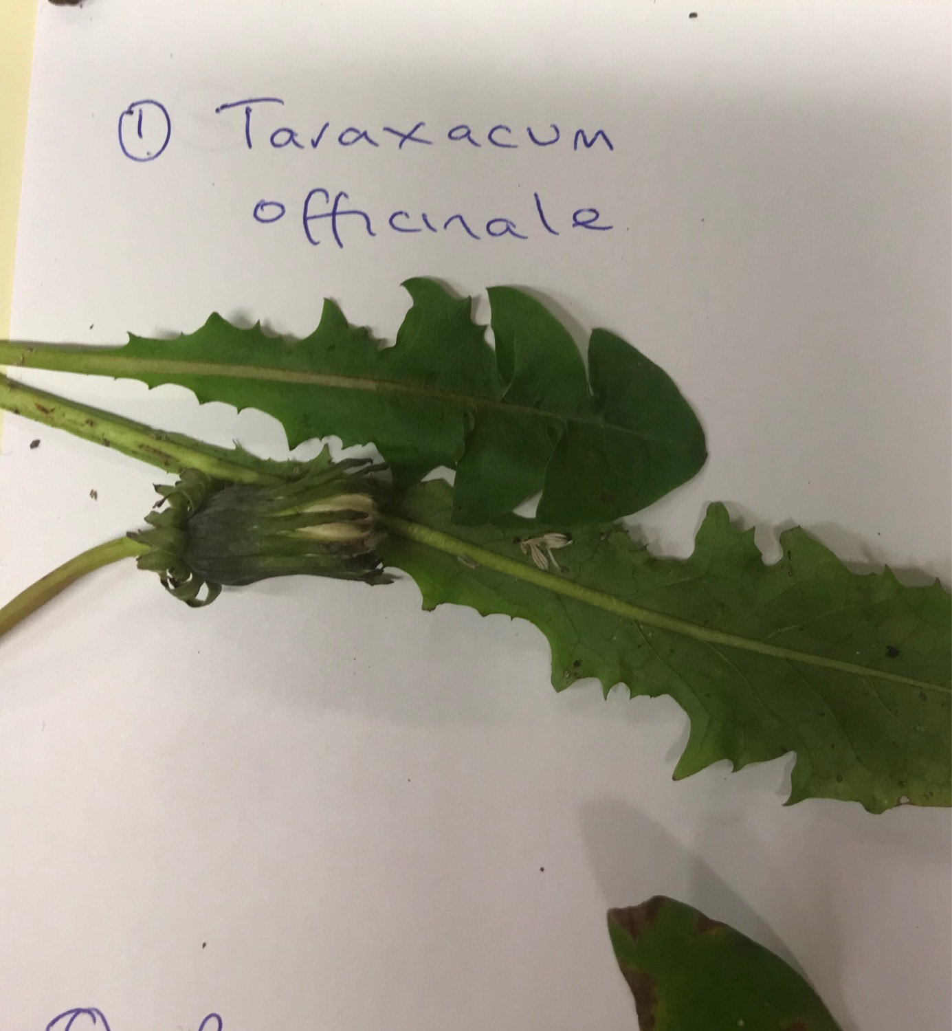 15 Weeds RHS level 3 Flashcards | Memorang