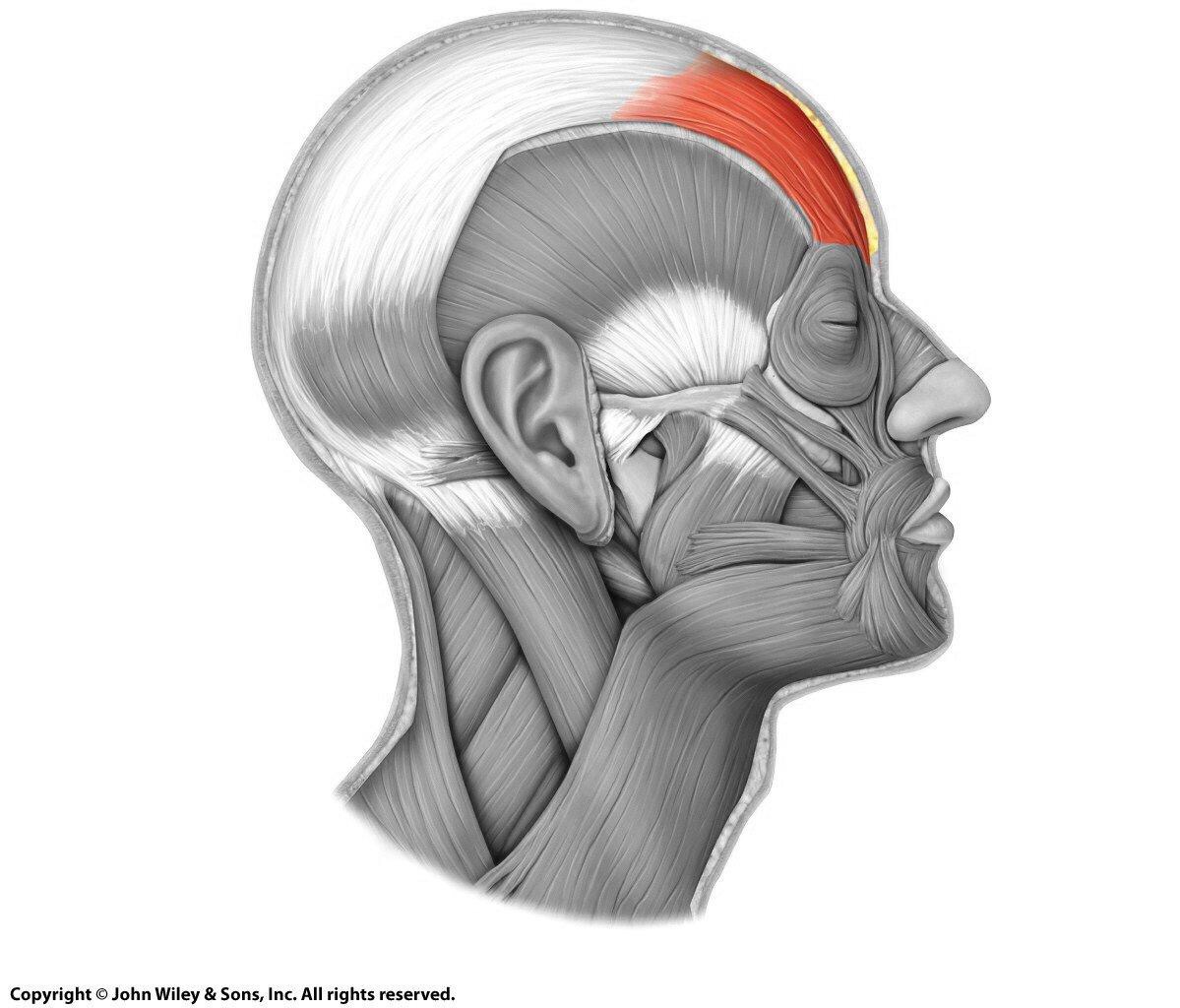 A&P 1 Lab - Muscles Flashcards | Memorang