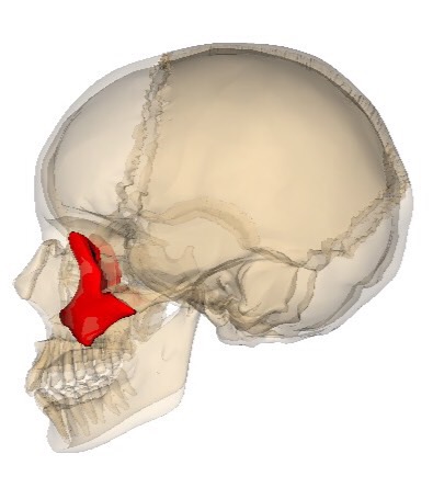 Los huesos del cuerpo humano. Flashcards | Memorang