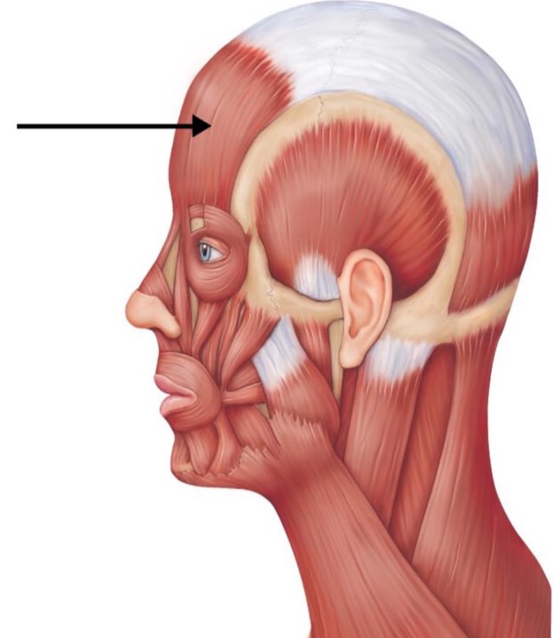 Muscles! Flashcards | Memorang