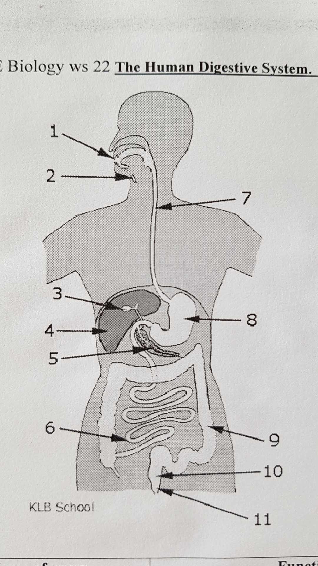 Parts of the Digestive System Flashcards | Memorang