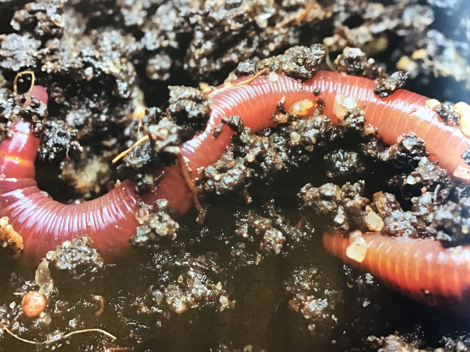 Soil, Rocks and Landforms Flashcards | Memorang