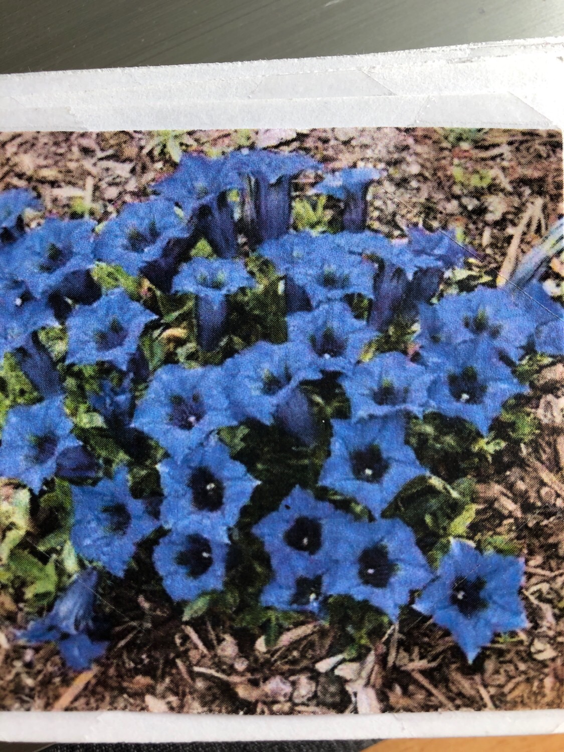 Vivace Flashcards | Memorang