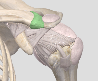 Anatomy Practical Flashcards | Memorang