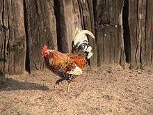 Chicken Flashcards | Memorang