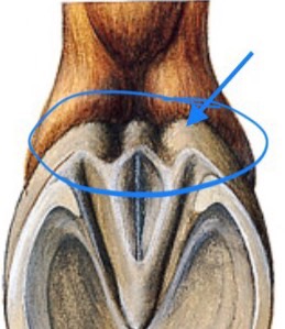 Parties du Sabot Flashcards | Memorang