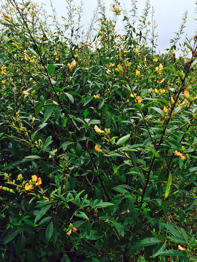 Zaytuna Plants Flashcards | Memorang