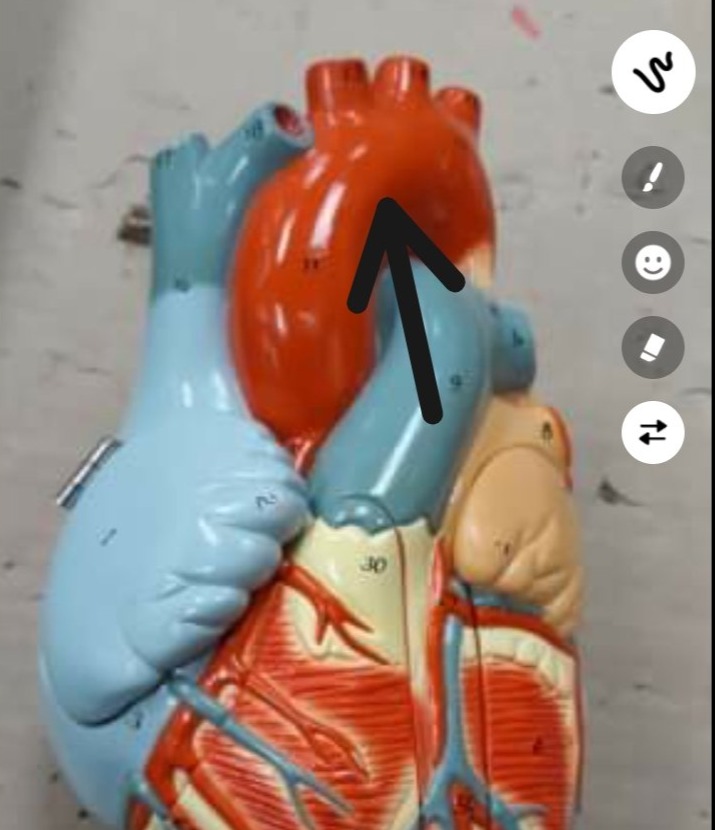 Heart model Flashcards | Memorang
