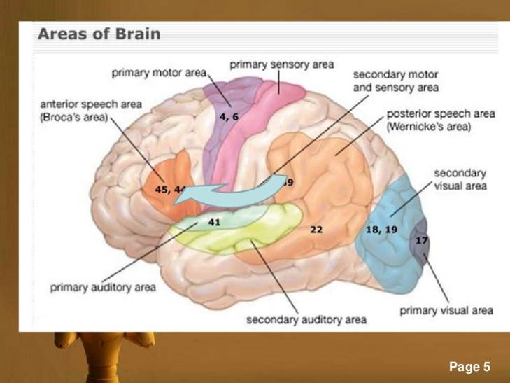 Language Disorders Flashcards | Memorang