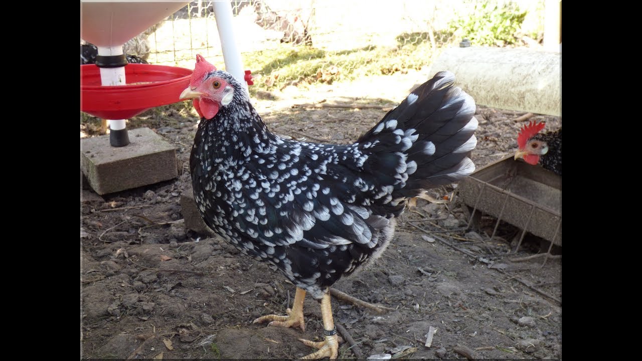 Single Comb Clean Legged Bantams Flashcards | Memorang