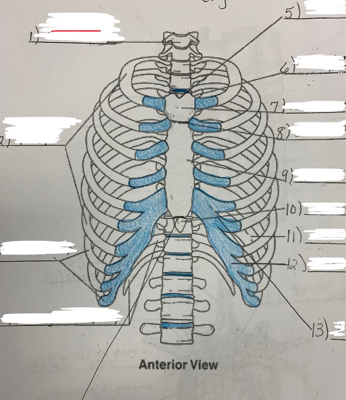 Bony Thorax (Thoracic Cage) Flashcards | Memorang