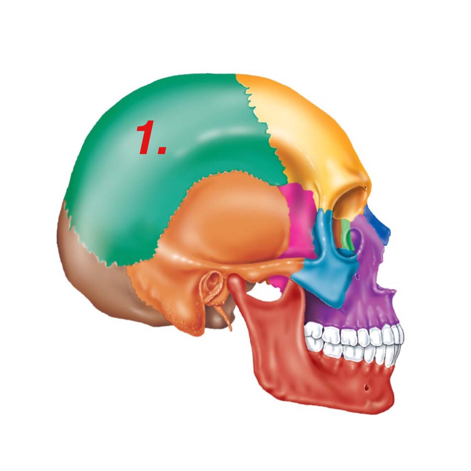 Axial - Skull & Face Bones Flashcards | Memorang