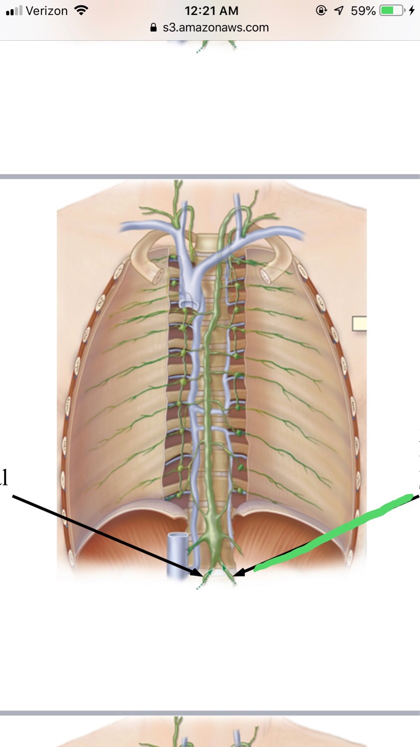 Lymphatic System Flashcards | Memorang