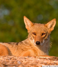 Coyotes Club Flashcards | Memorang