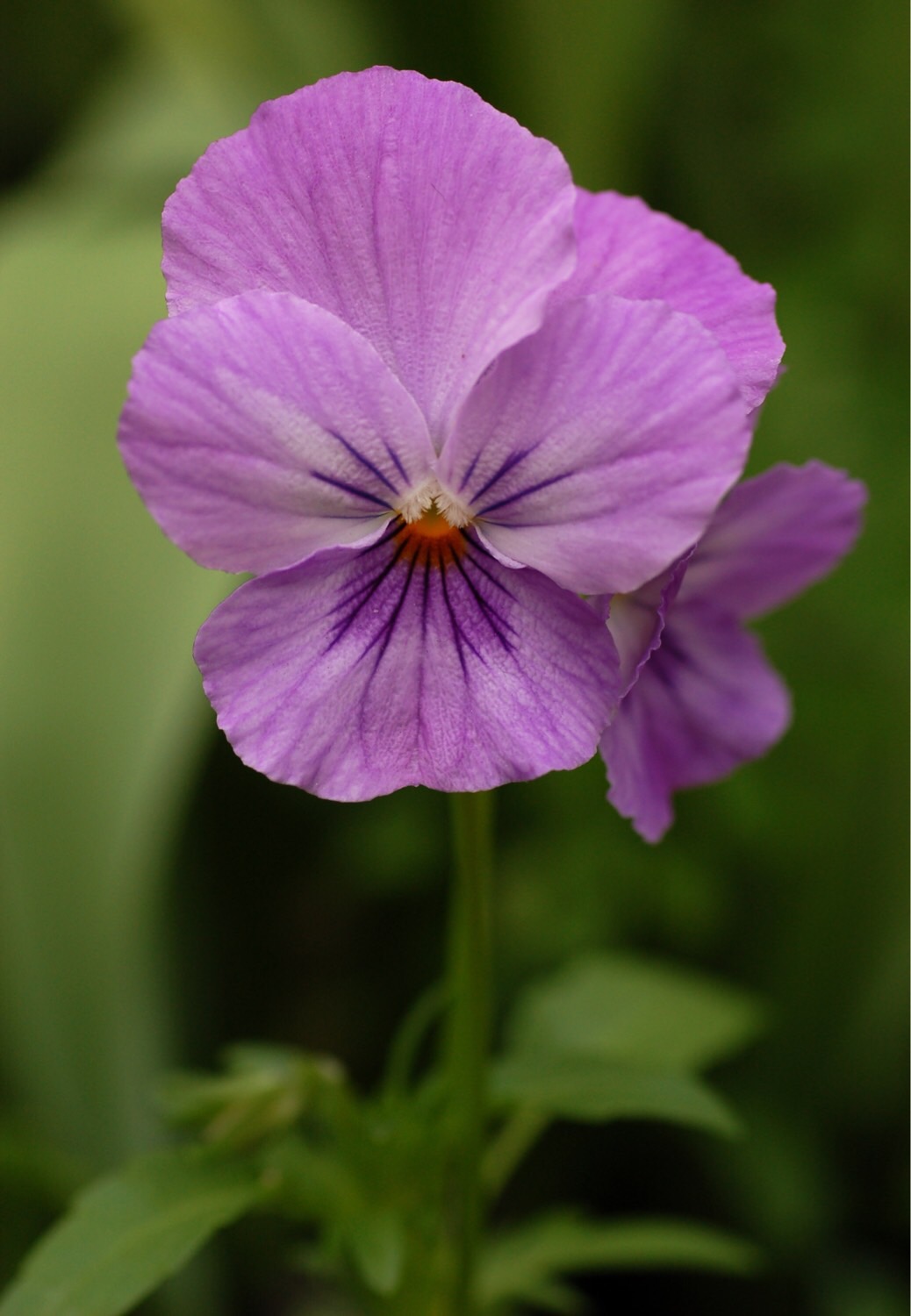 Edible Flowers Flashcards | Memorang