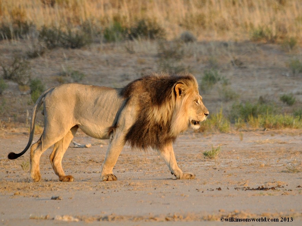 Wild animals and demestic Flashcards | Memorang