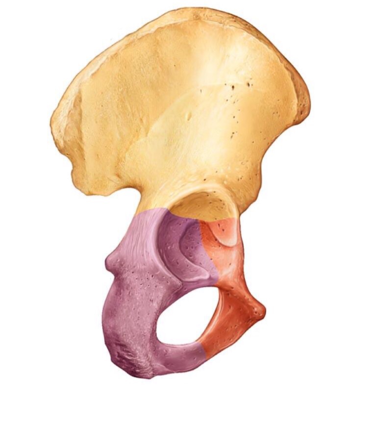 Lower appendage skeleton Flashcards | Memorang