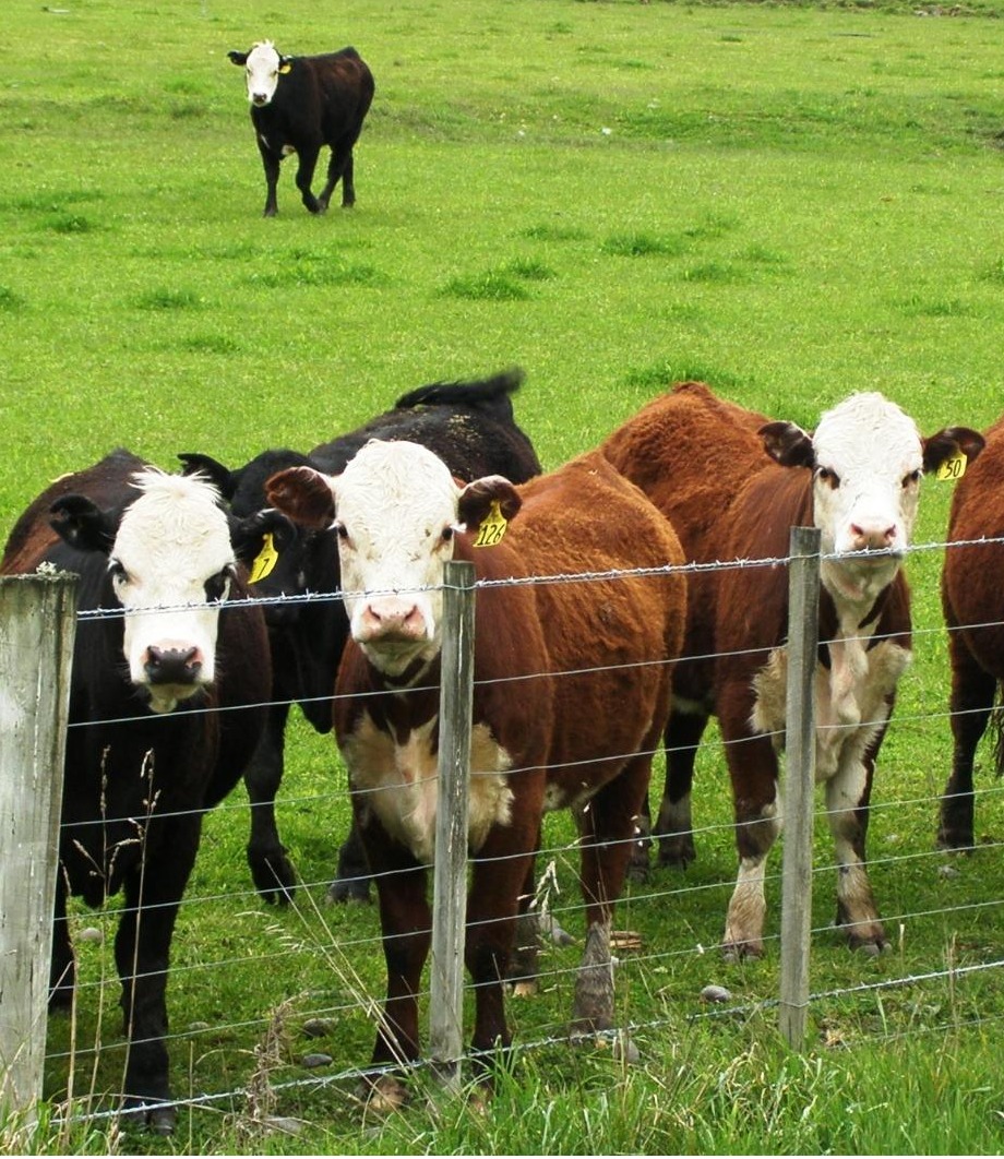 Senac Pre intermediate Unit 11 Flashcards | Memorang