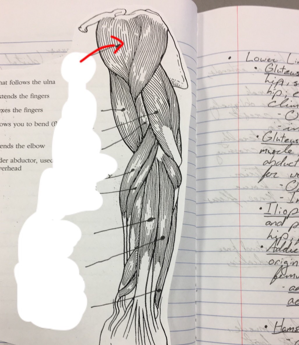 Muscles of Arm Flashcards | Memorang