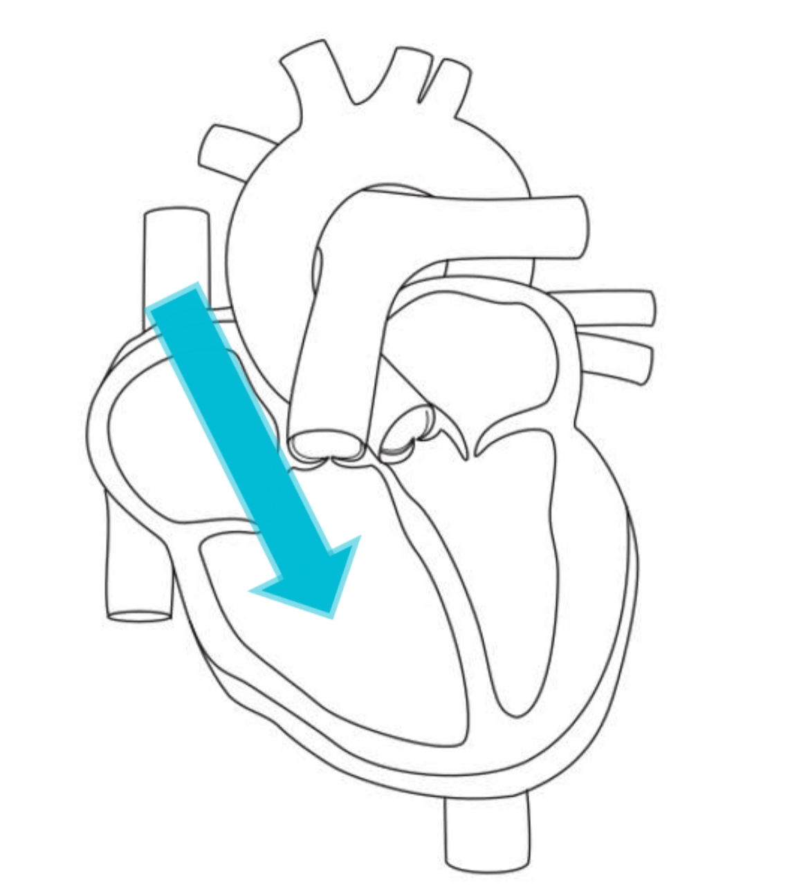 Heart Anatomy Flashcards | Memorang